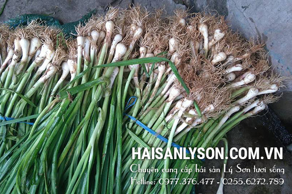 TỎI NON LÝ SƠN - Hải Sản Lý Sơn